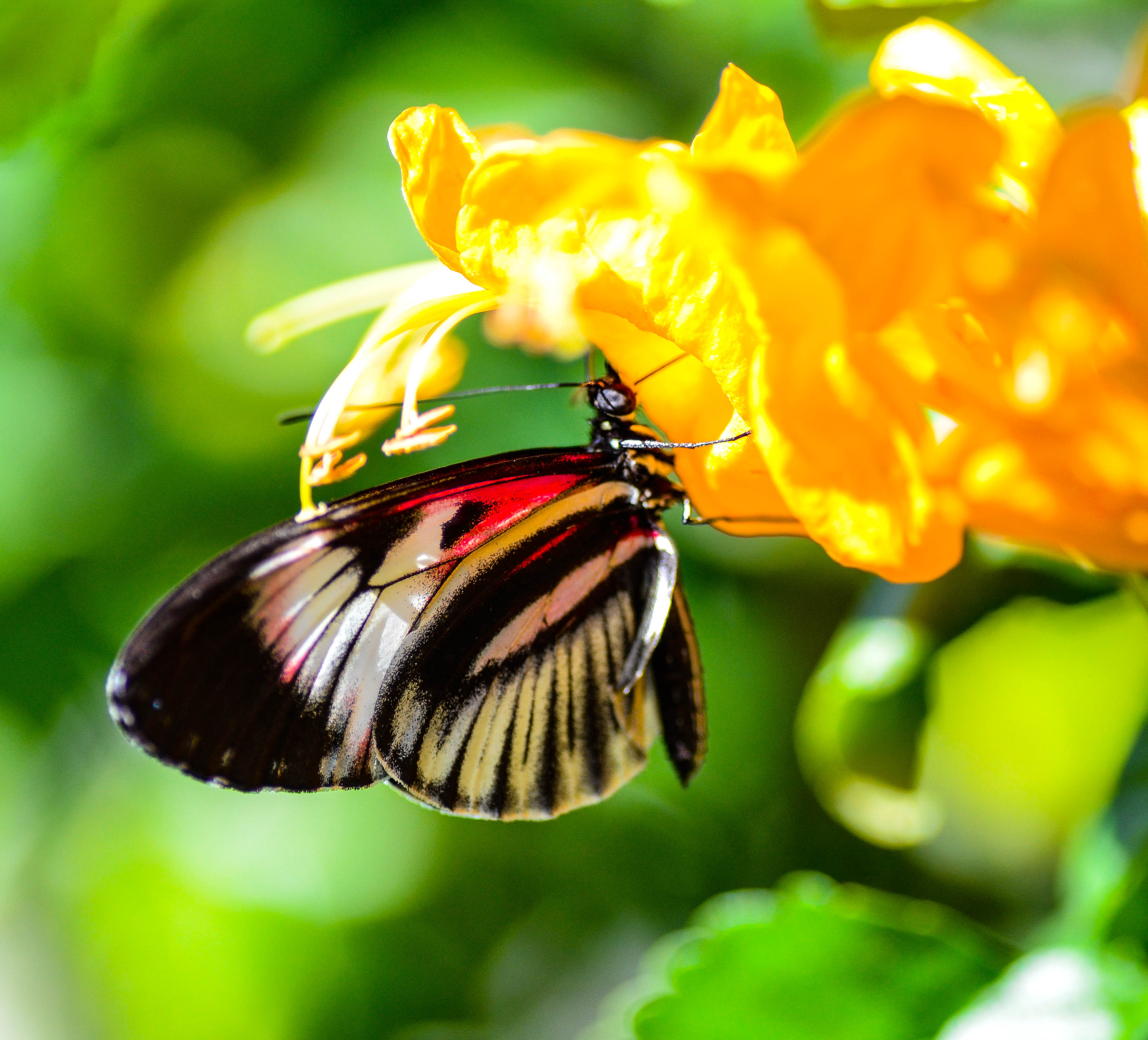 Butterfly on a break | Shutterbug